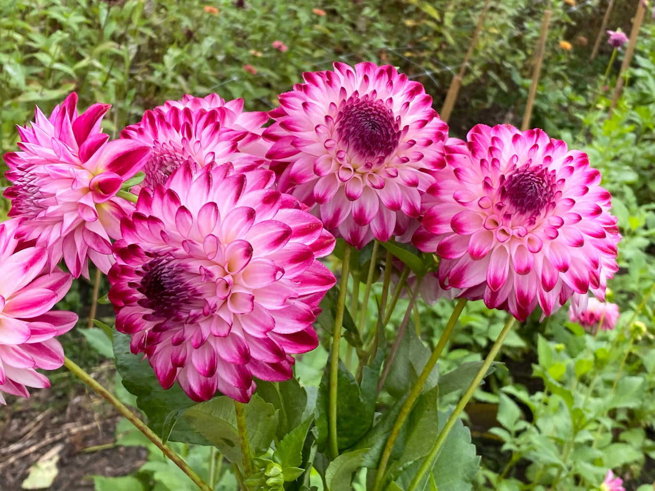 Caproz Pizzazz Dahlia Tuber – Glenerie Farm