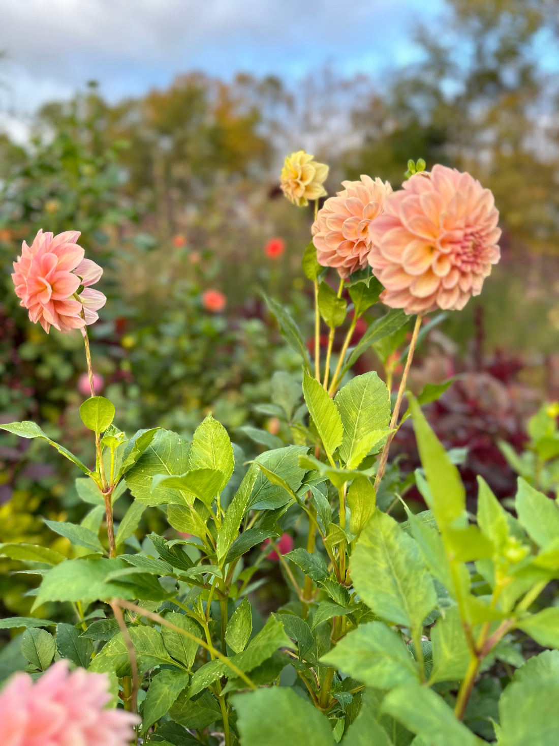 Rose Toscano Dahlia Tuber – Glenerie Farm