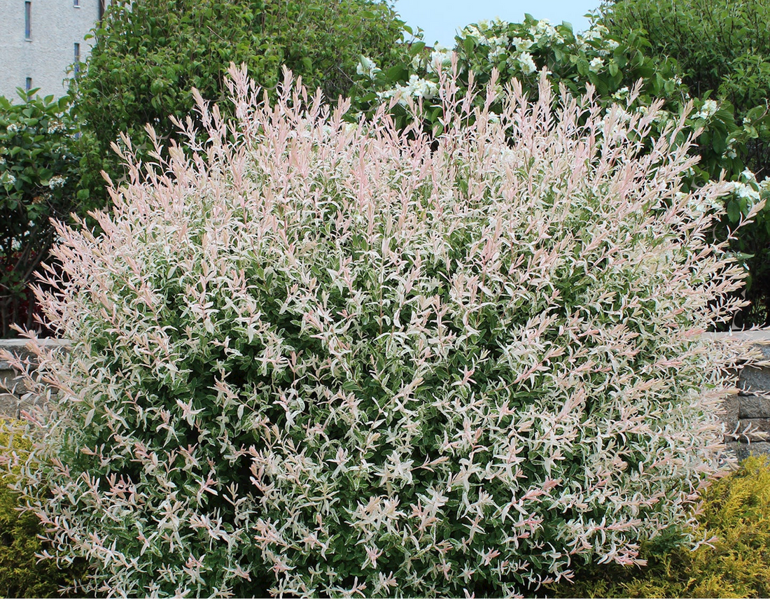 Unrooted Dappled Willow Cuttings, salix integra ‘Hakuro Nishiki’ 5 Cut ...