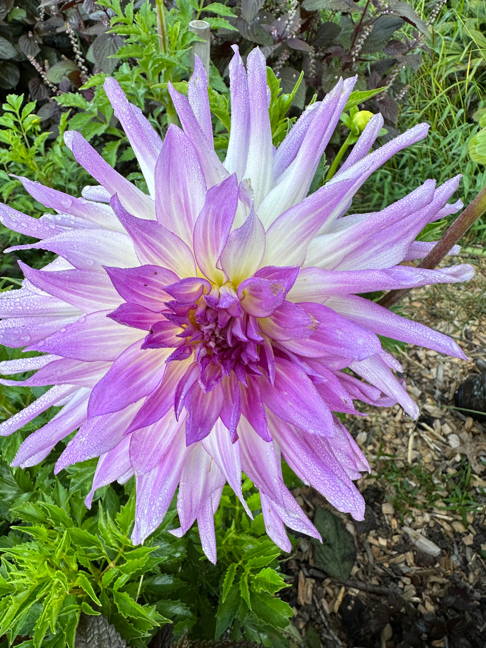 Mingus Randy Dahlia Tuber – Glenerie Farm